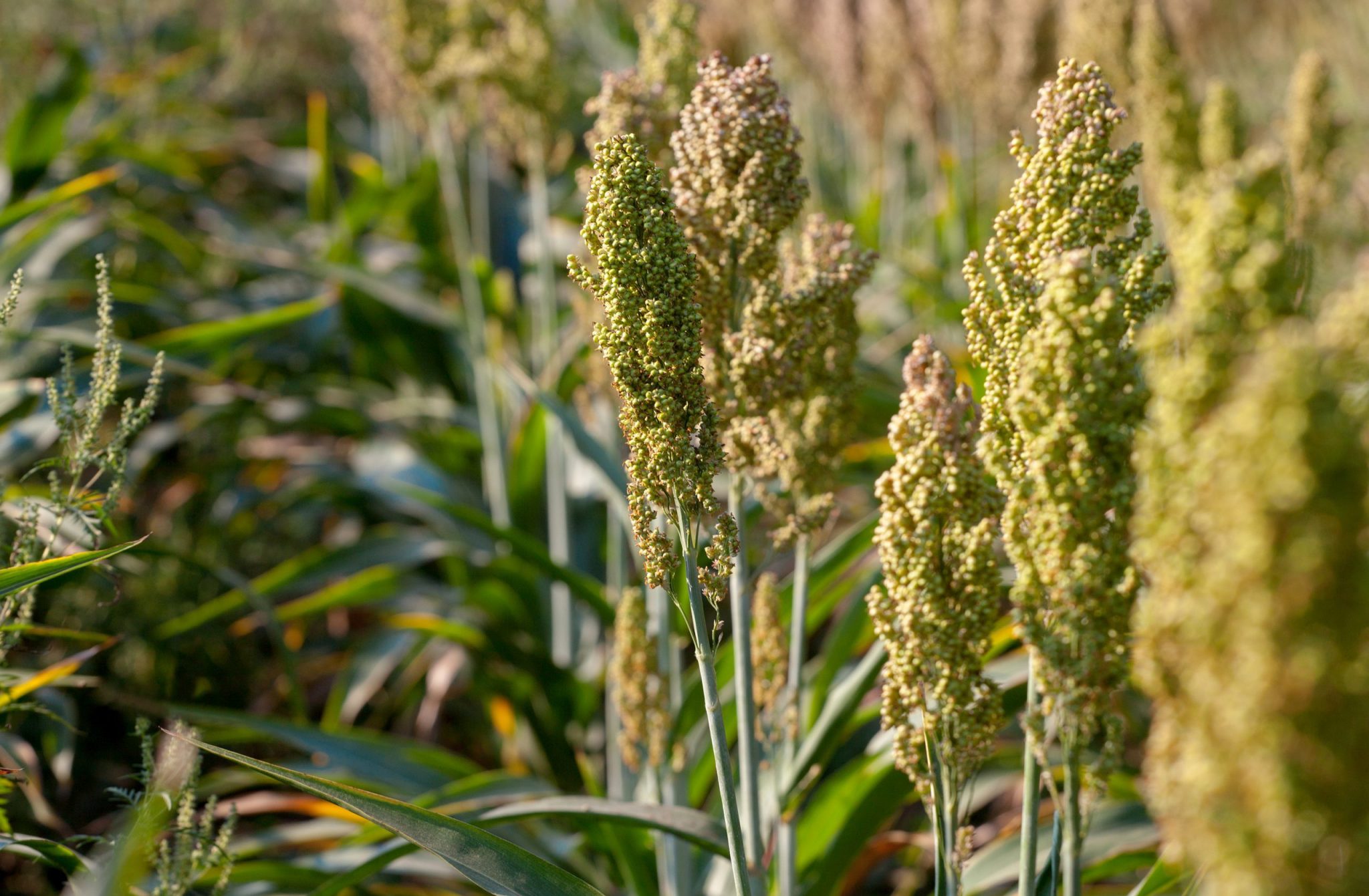 Watley Seed Company - Home of the Best Forage Triticale